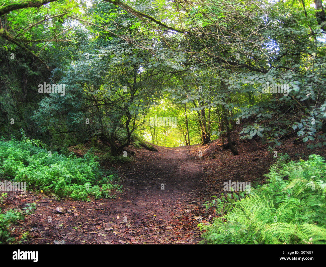 Scottish woodland path, walking towards the sunshine Stock Photo - Alamy