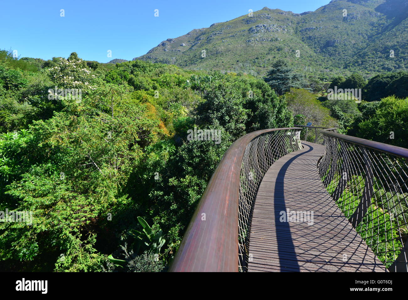 A tree top bridge going over the tree canopy at a botanical gardens in ...