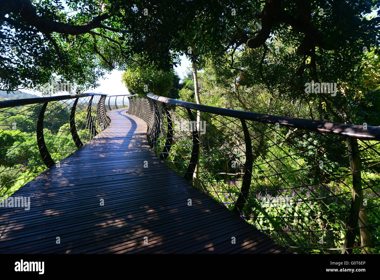 A tree top bridge going over the tree canopy at a botanical gardens in ...