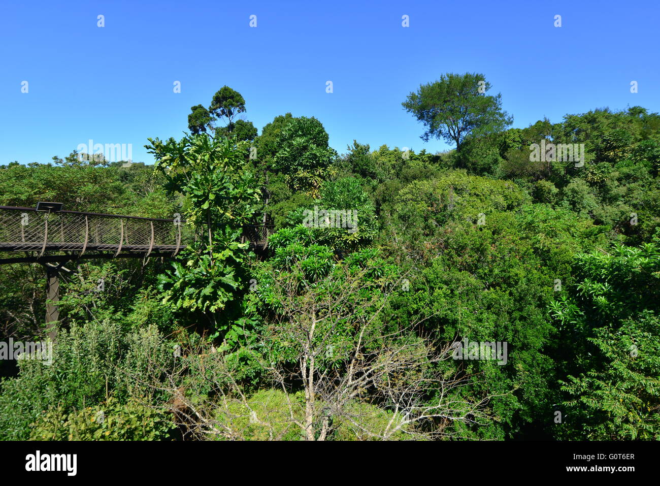 A tree top bridge going over the tree canopy at a botanical gardens in ...