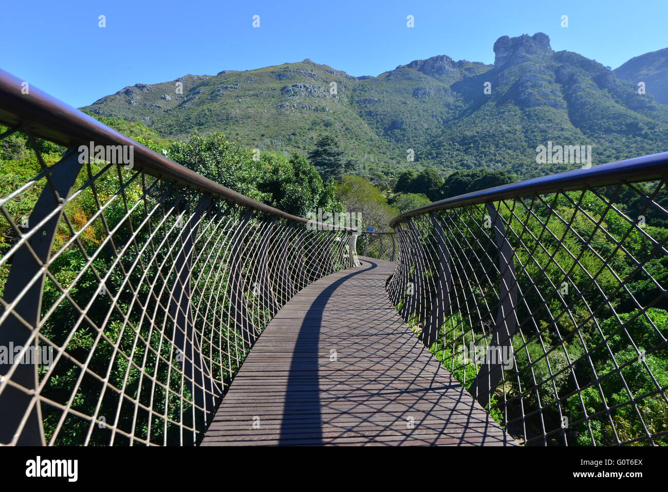 A tree top bridge going over the tree canopy at a botanical gardens in ...