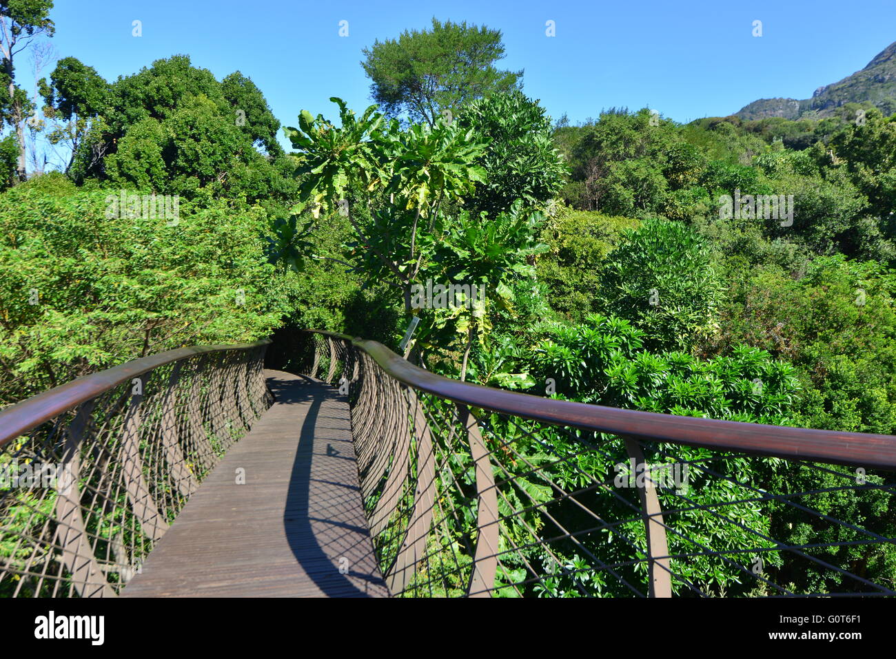 A tree top bridge going over the tree canopy at a botanical gardens in ...