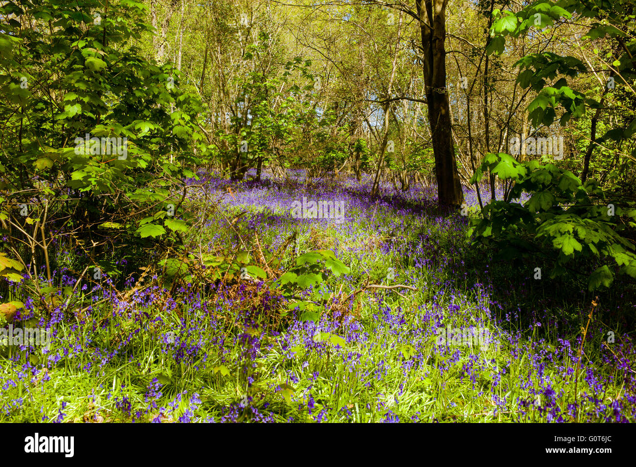 A sure sign of Spring in southern England is this beautiful bluebell ...