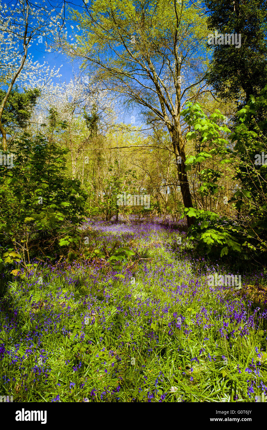 A sure sign of Spring in southern England is this beautiful bluebell ...