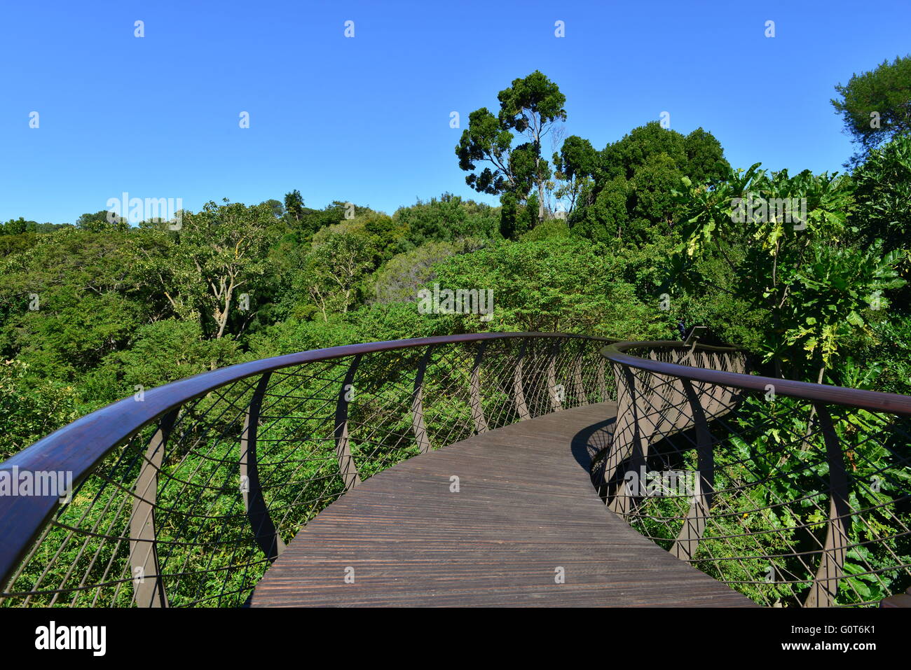 A tree top bridge going over the tree canopy at a botanical gardens in ...
