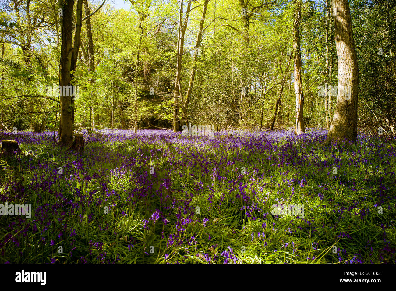 A sure sign of Spring in southern England is this beautiful bluebell ...