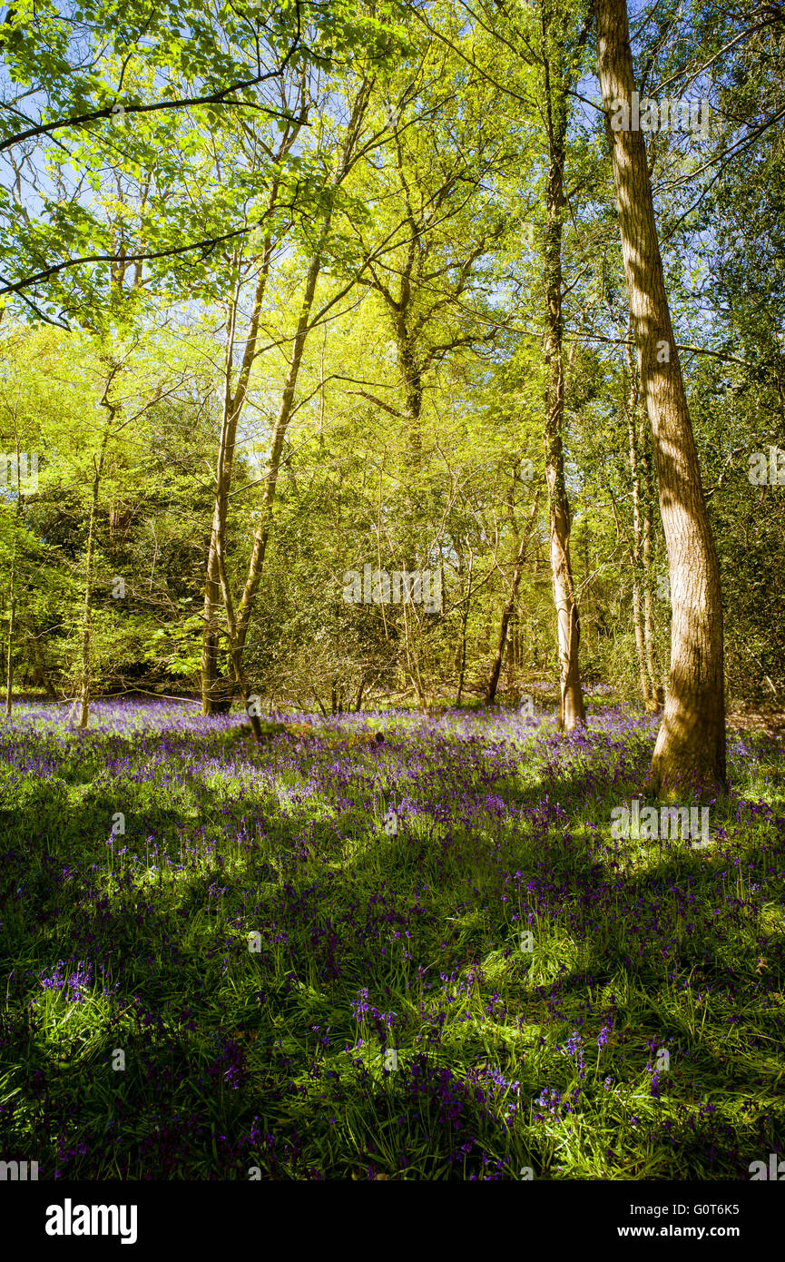 A sure sign of Spring in southern England is this beautiful bluebell ...