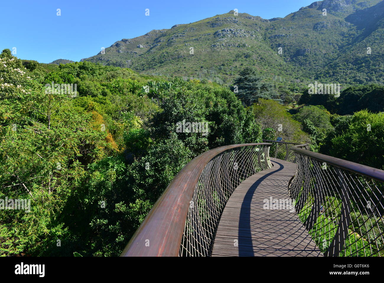 A tree top bridge going over the tree canopy at a botanical gardens in ...