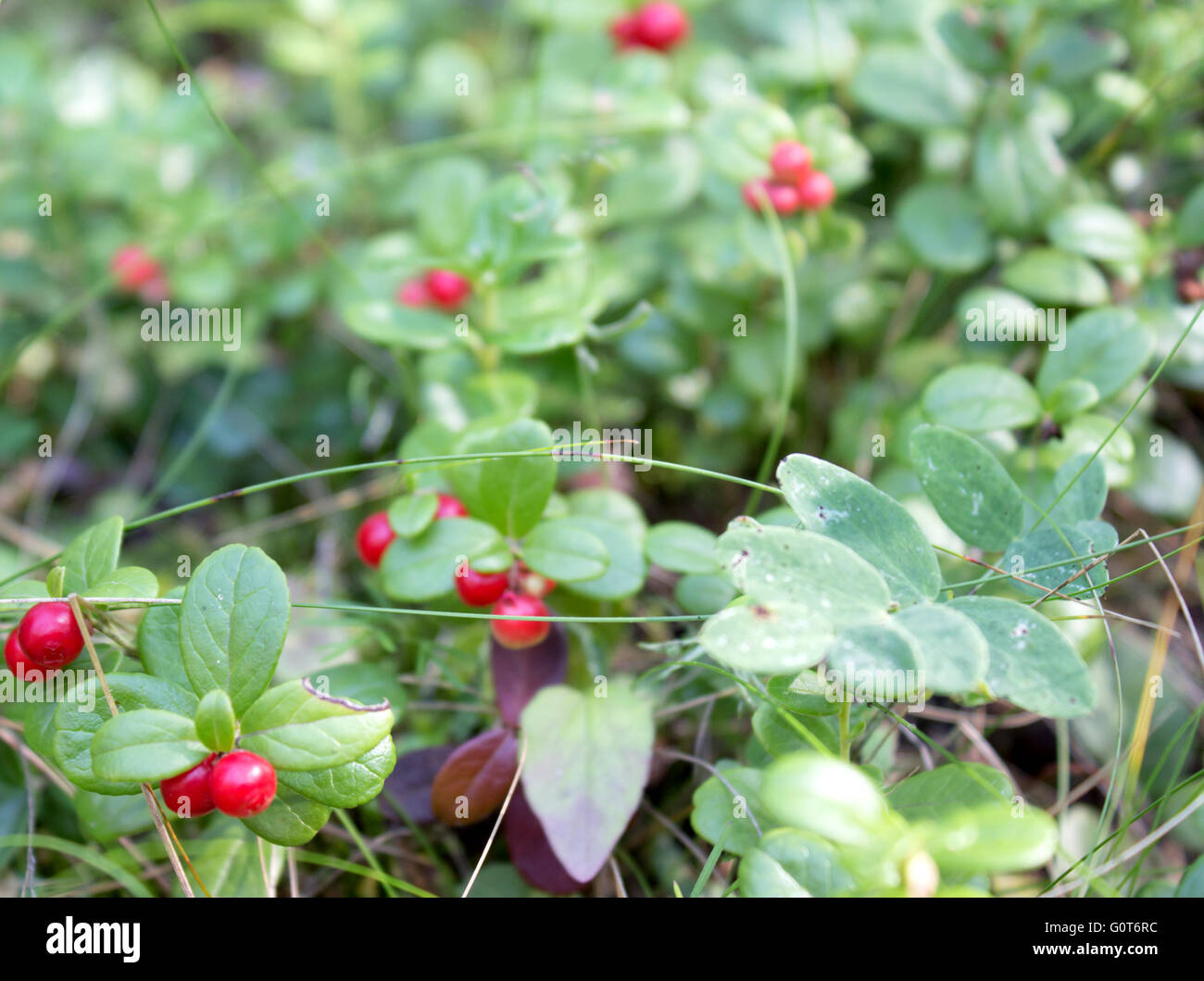 Branches of the cowberry Stock Photo - Alamy