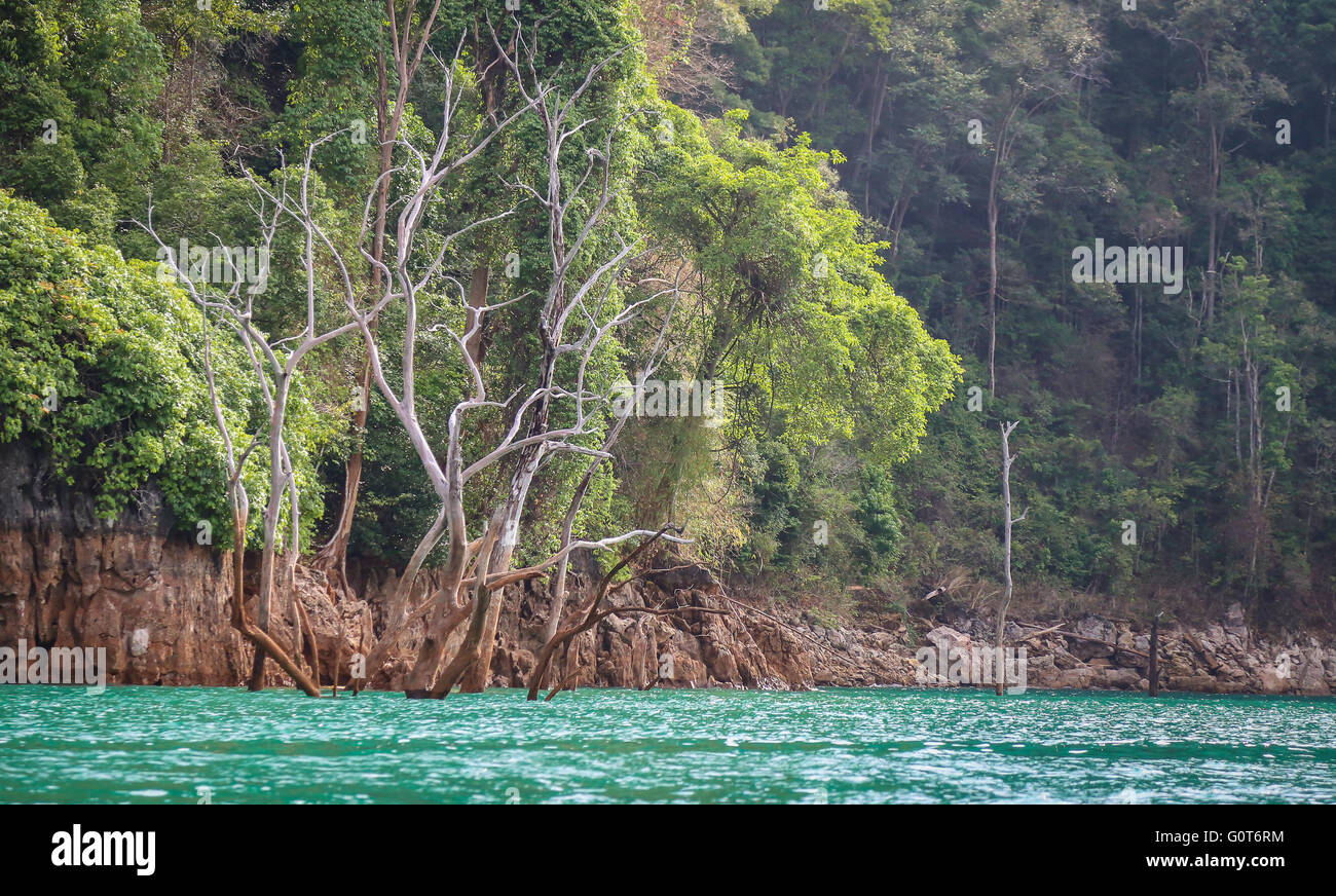 Decreasing of green water level inside dam which having green tree as ...