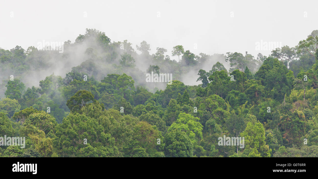 White Mist Background