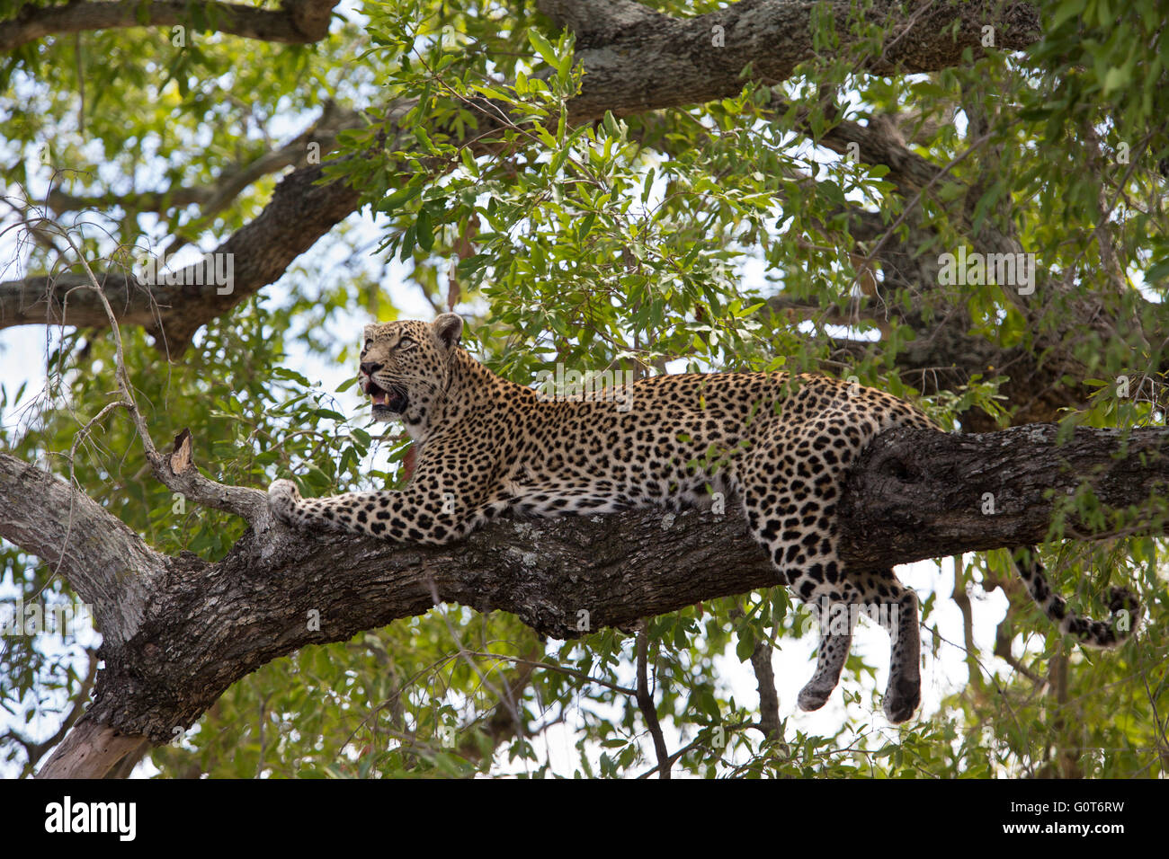 Leopard climbing tree hi-res stock photography and images - Alamy