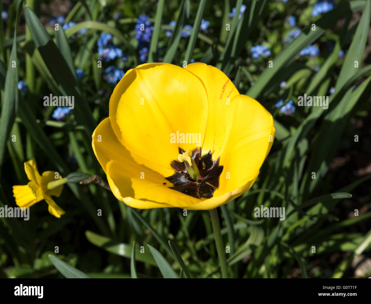 Open yellow tulip showing stamen in black centre and beetle Stock Photo ...