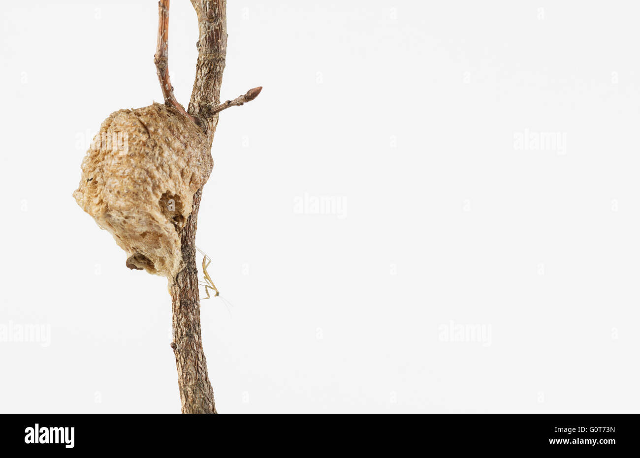 Mantid egg case hi-res stock photography and images - Alamy