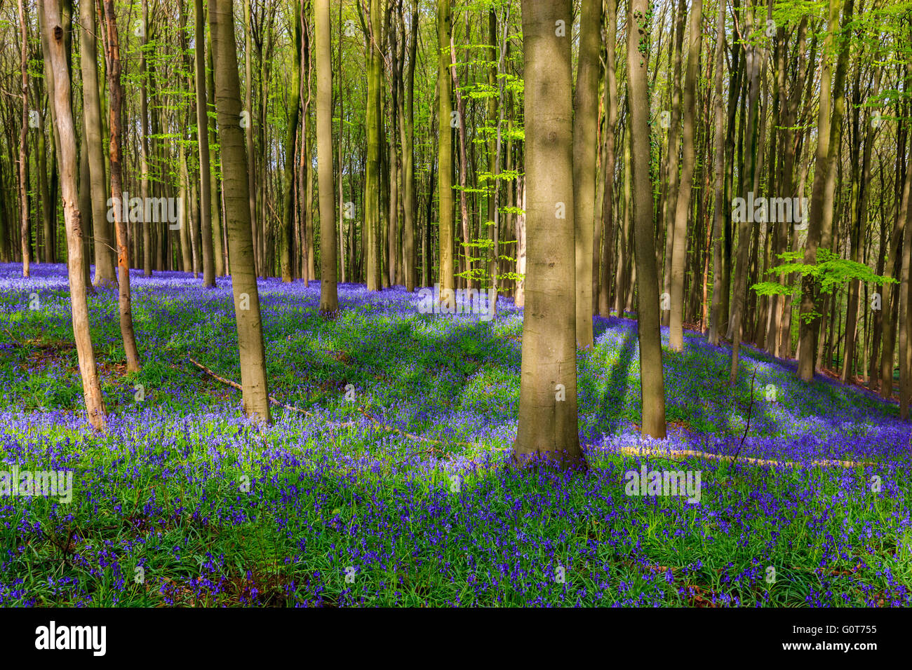 Wild hyacinths in the Hallerbos near Halle, Belgium Stock Photo - Alamy