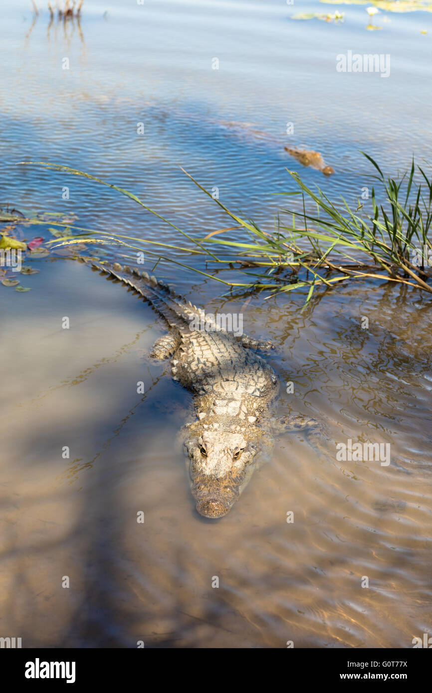Sacred crocodile in Sabou, Burkina Faso, Africa Stock Photo - Alamy