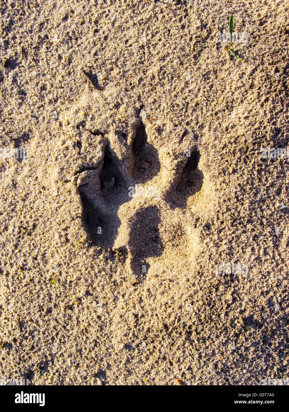 Footprint paw print sand hi-res stock photography and images - Alamy