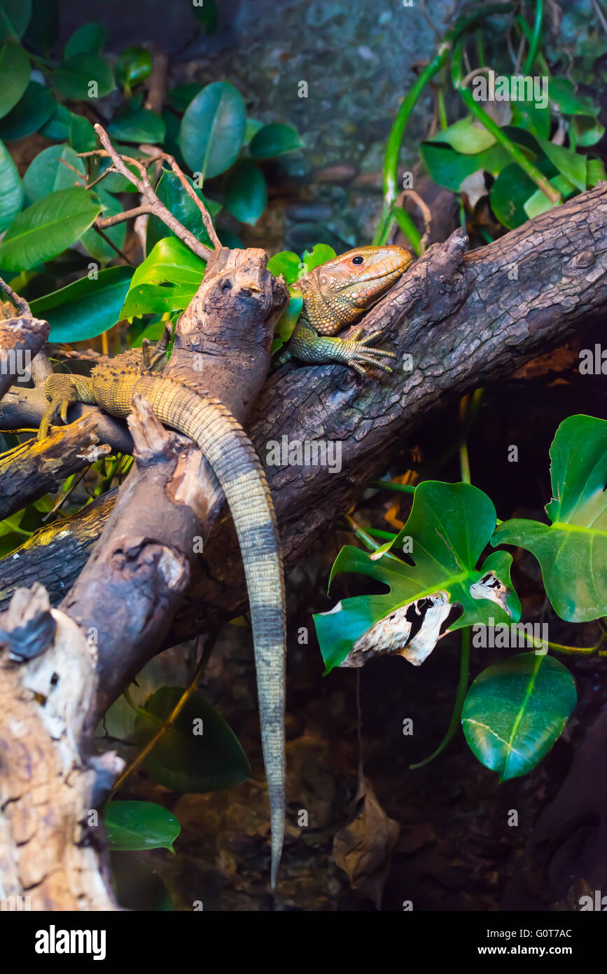 Caiman Lizard basking on a tree stump Stock Photo - Alamy