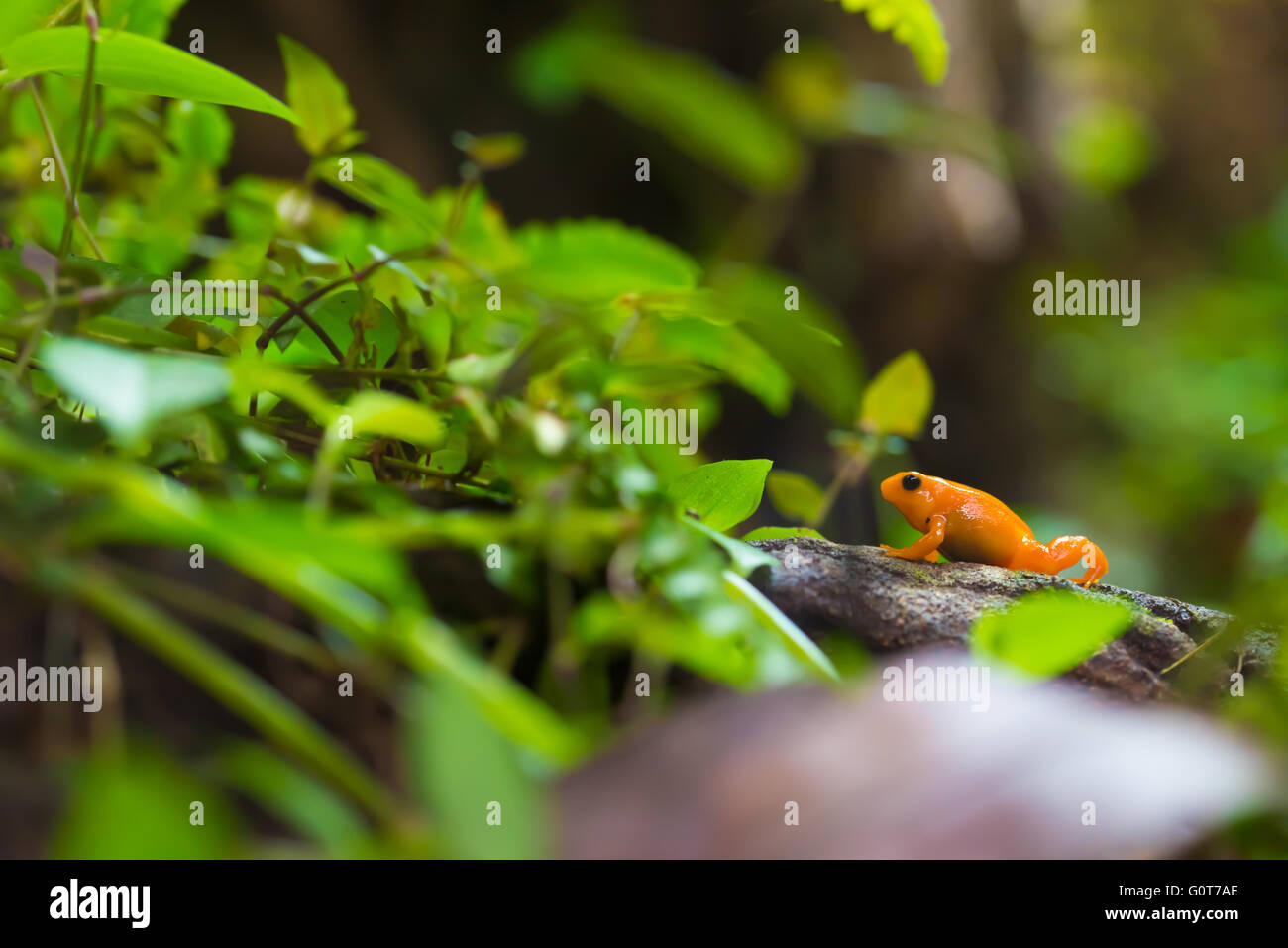 Orange poison dart frog Stock Photo - Alamy