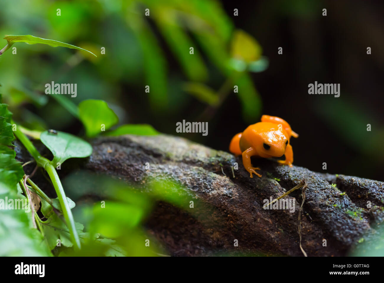 Green frog with orange feet hi-res stock photography and images - Alamy