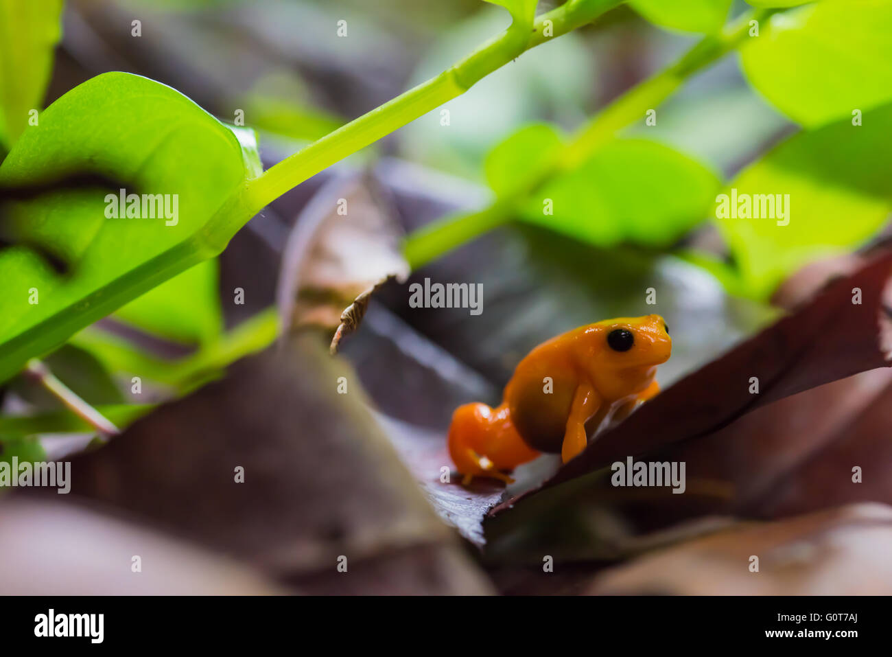 Green frog with orange feet hi-res stock photography and images - Alamy