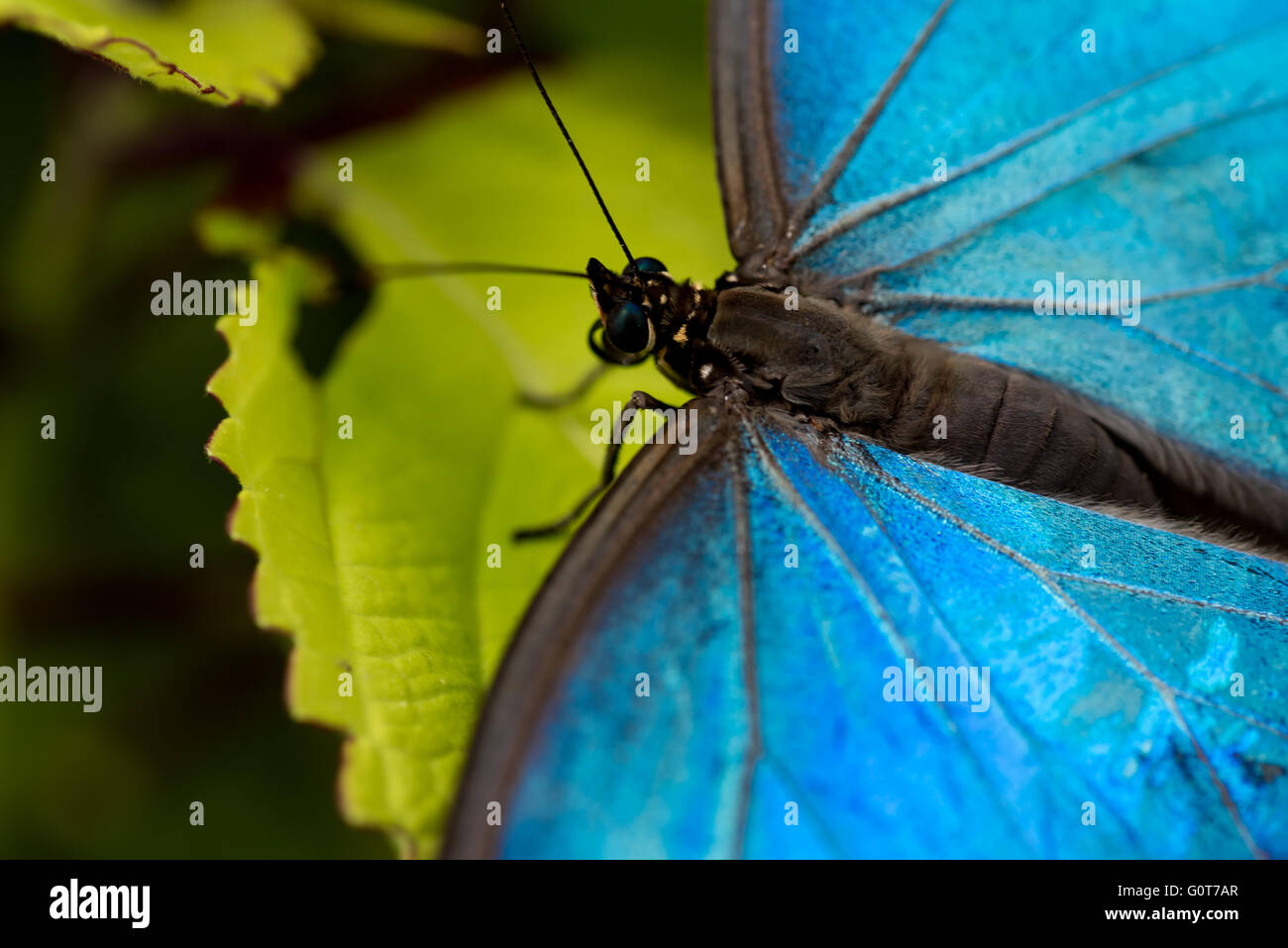A butterfly close up with a macro lens Stock Photo - Alamy