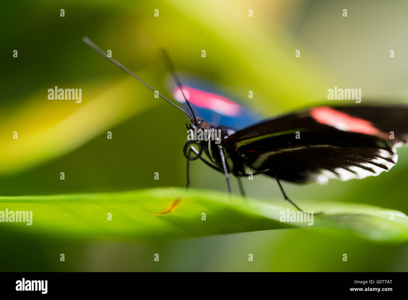A butterfly close up with a macro lens Stock Photo - Alamy