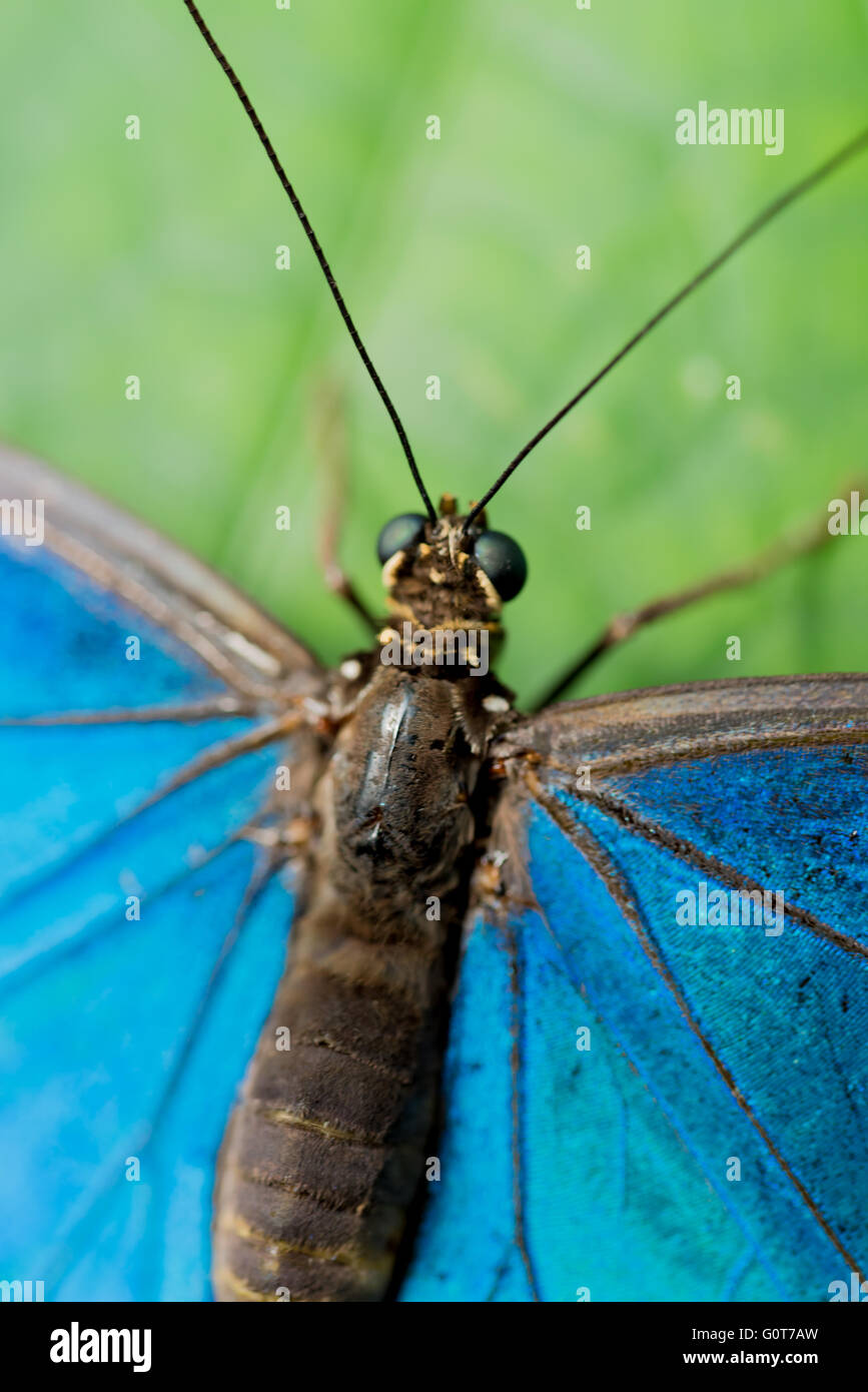 A butterfly close up with a macro lens Stock Photo - Alamy