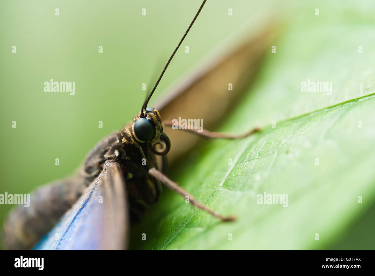 Splendid butterfly hi-res stock photography and images - Alamy