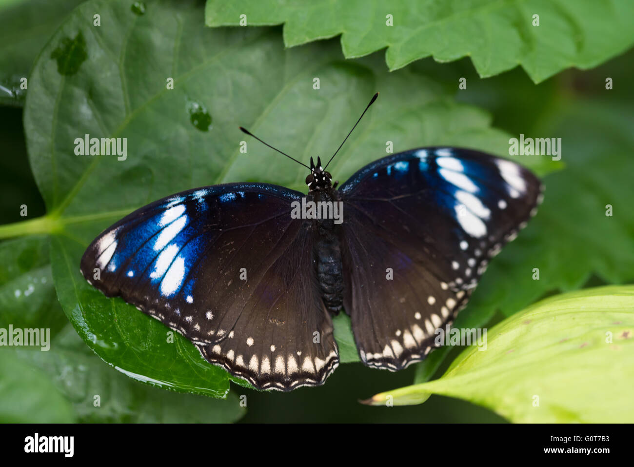 A butterfly resting Stock Photo - Alamy