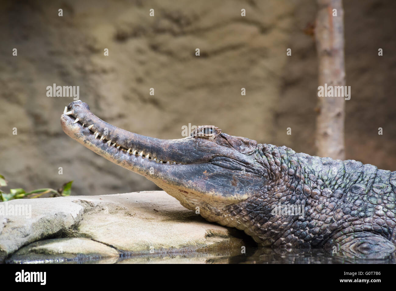 Gharial Crocodile