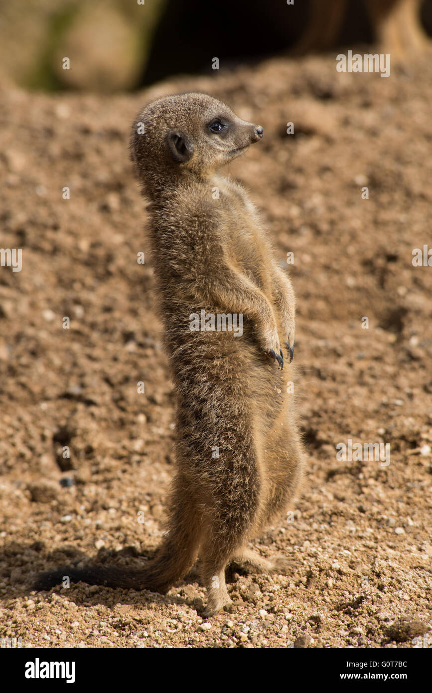 Meerkat claws hi-res stock photography and images - Alamy