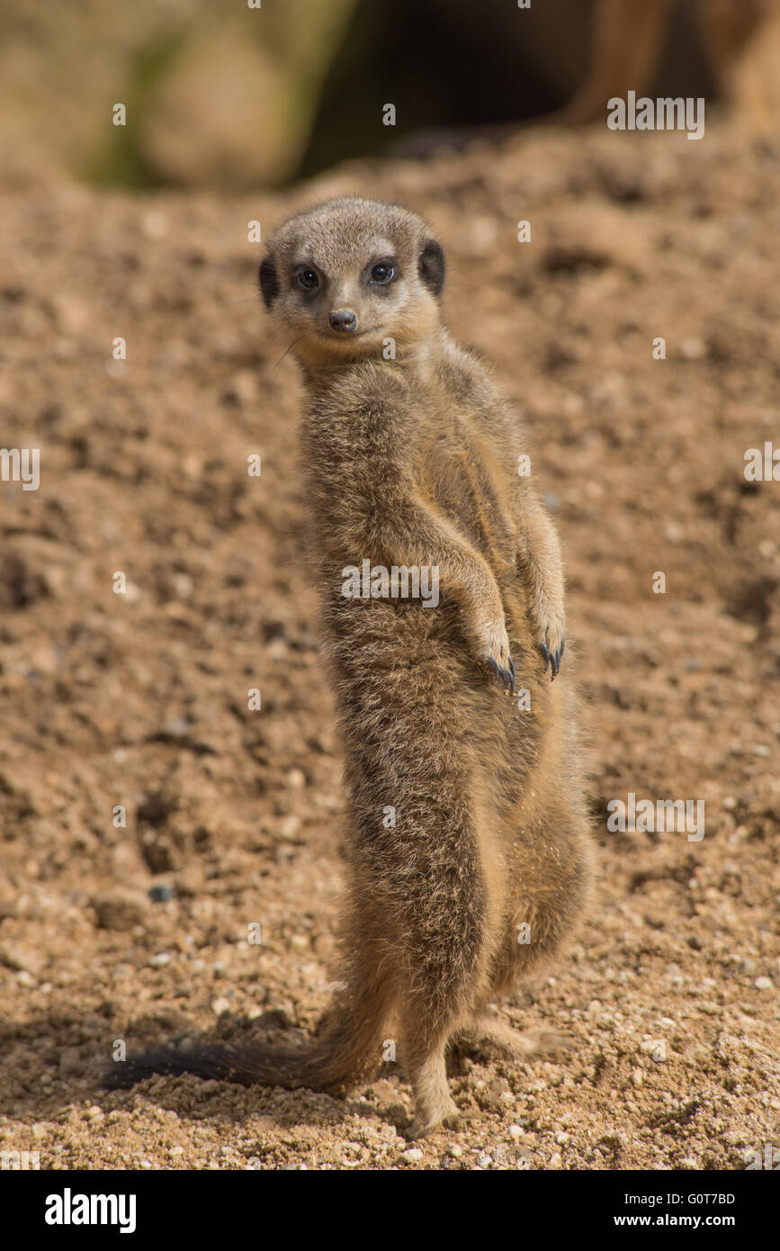 Meerkat on watch Stock Photo - Alamy
