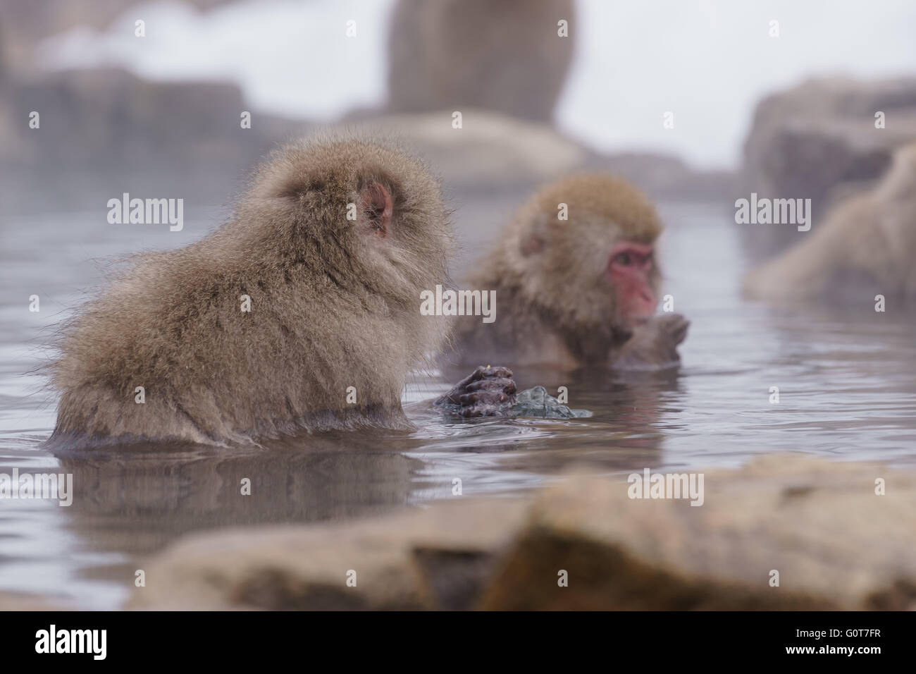 Hot springs japanese macaque hi-res stock photography and images - Alamy