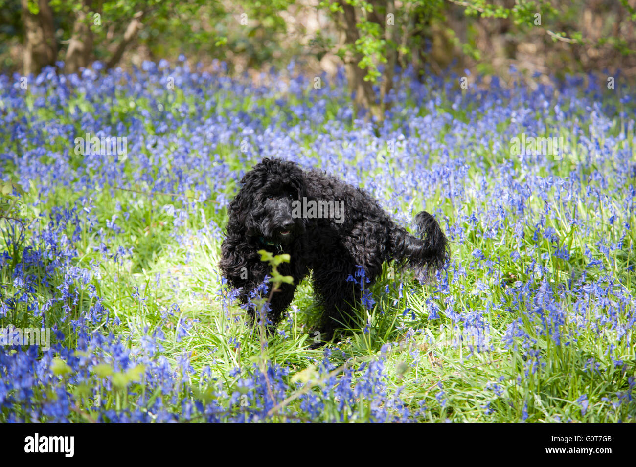Black cockapoo hi-res stock photography and images - Alamy