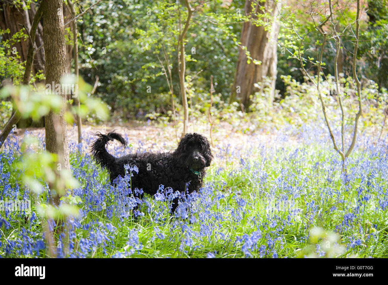 Black cockapoo dog hi-res stock photography and images - Alamy