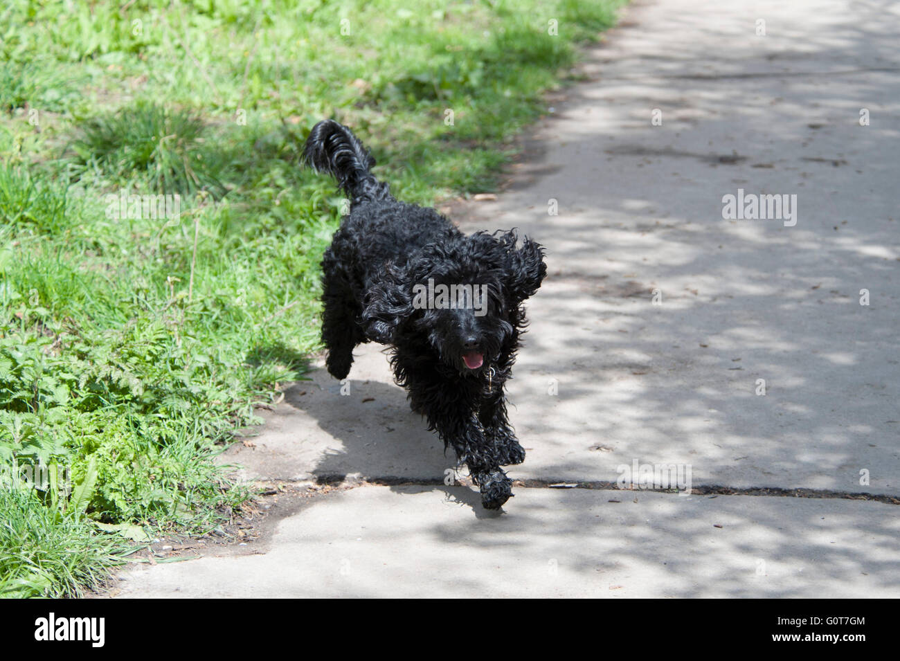 Black cockapoo hi-res stock photography and images - Alamy