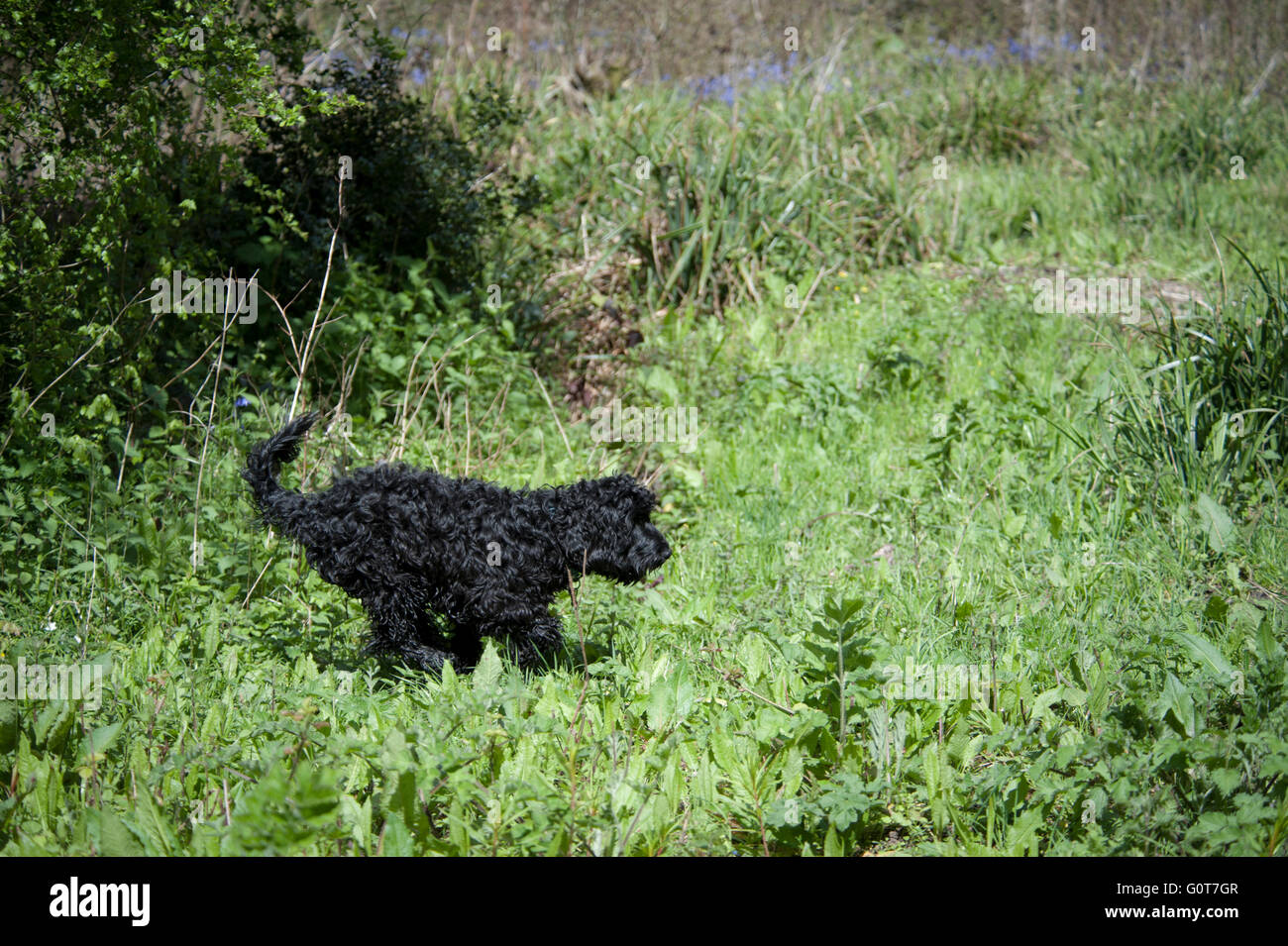 A young black Cockapoo dog on a walk in the woods on a sunny day Stock ...