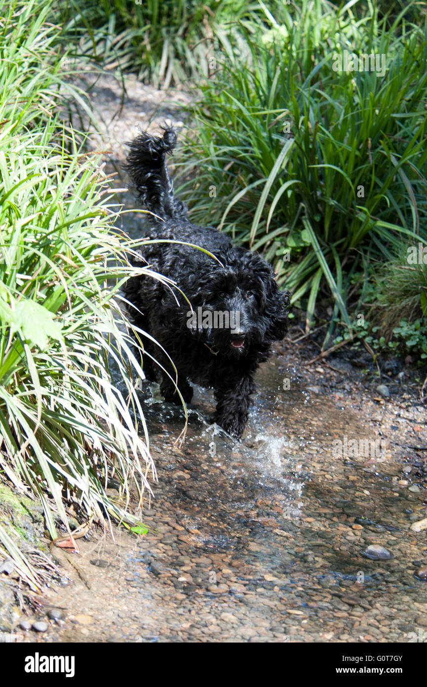 Cockerpoo in water hi-res stock photography and images - Alamy