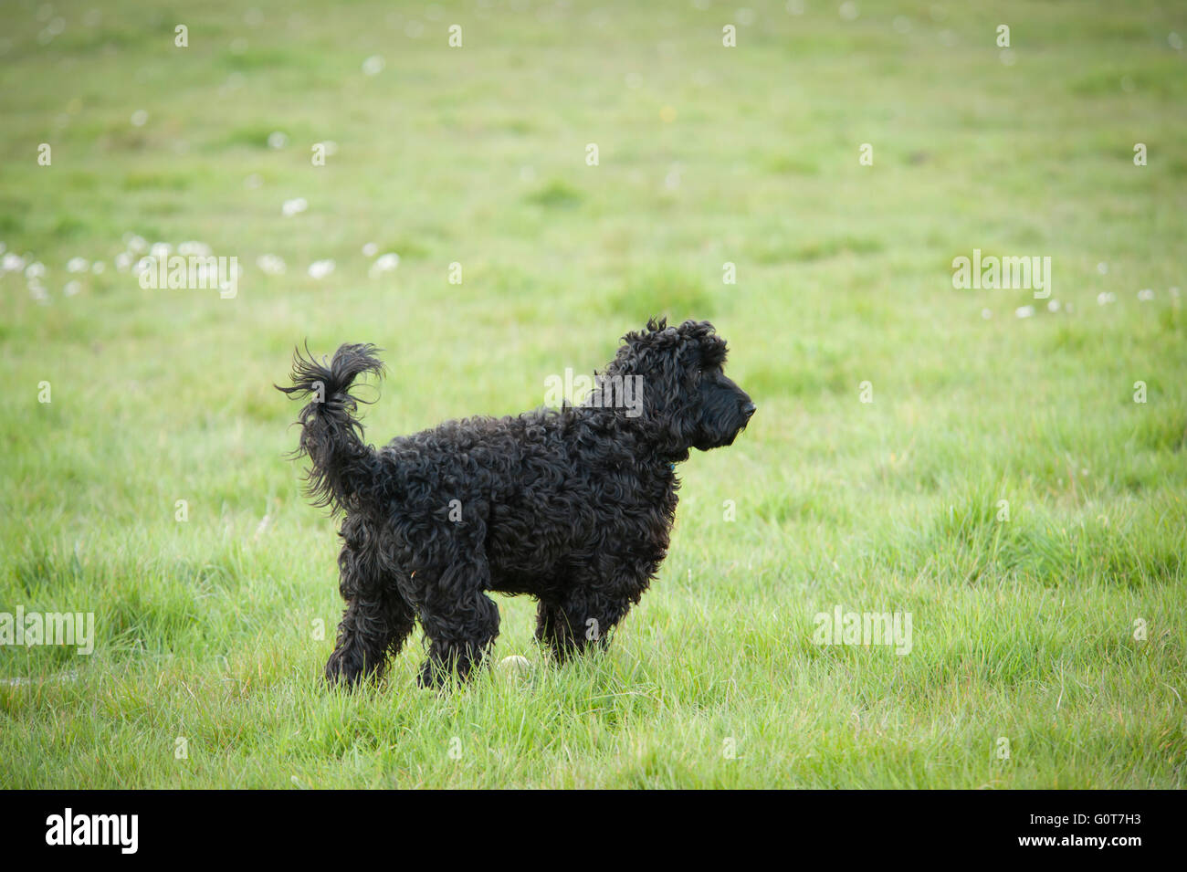 A young black Cockapoo dog on a walk in the woods on a sunny day Stock ...