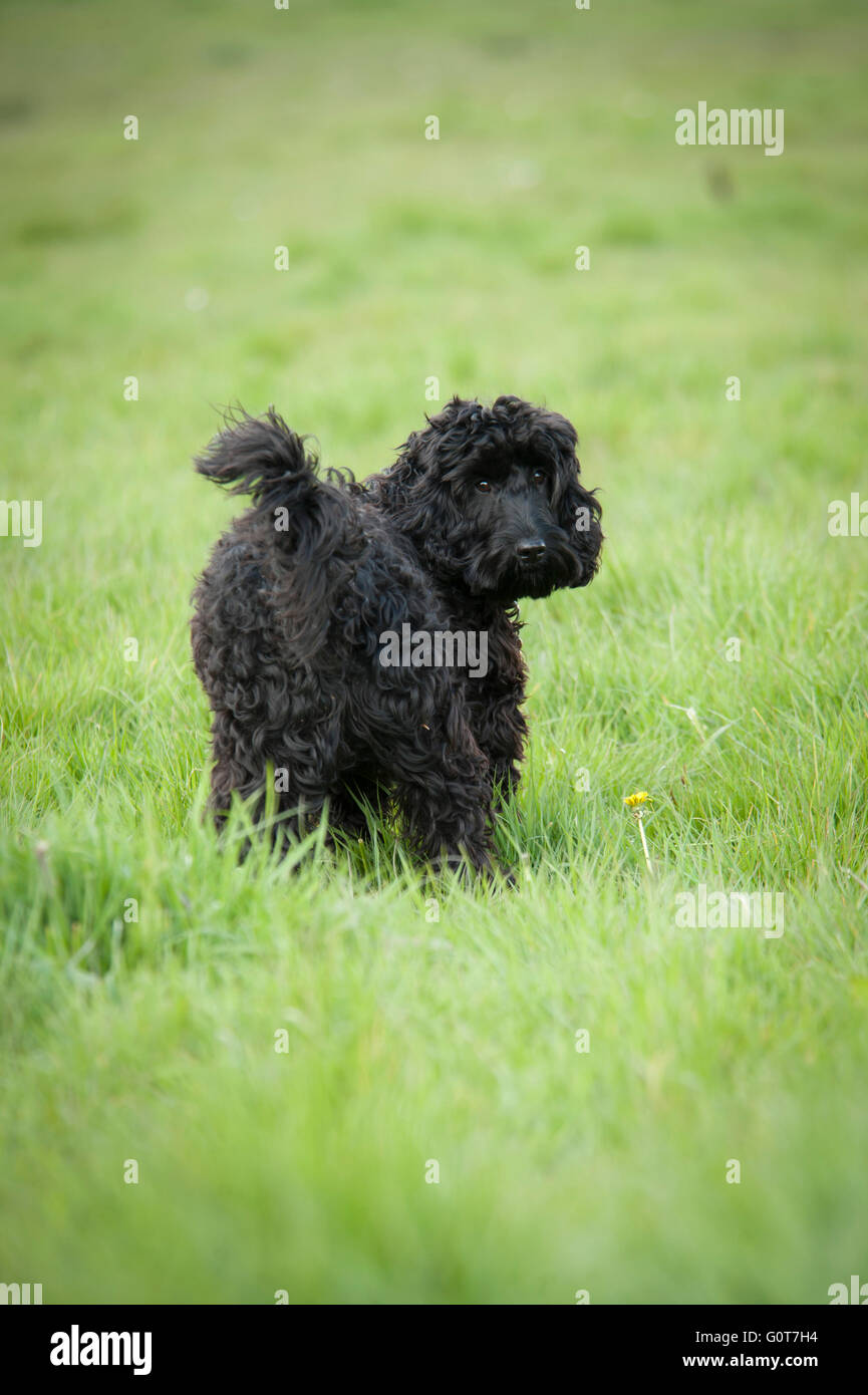 Cockapoo hi-res stock photography and images - Alamy