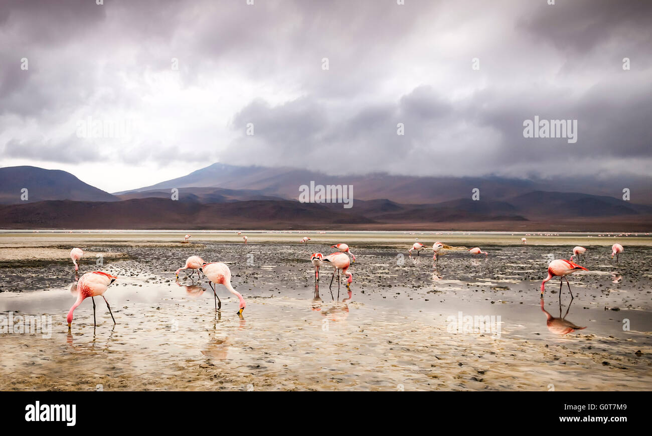 Uyuni salt flats, bolivia hi-res stock photography and images - Alamy