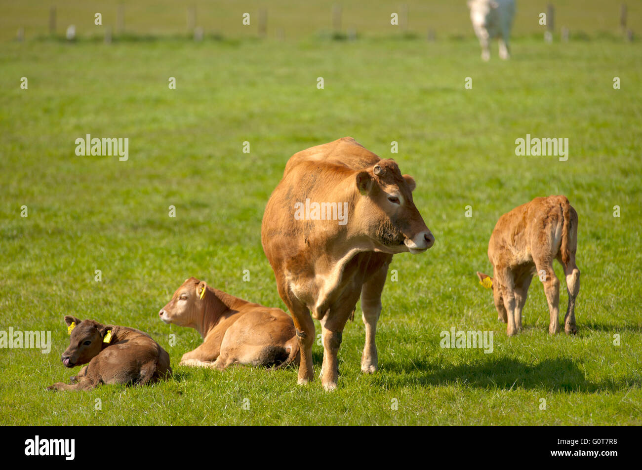Including cattle hi-res stock photography and images - Alamy