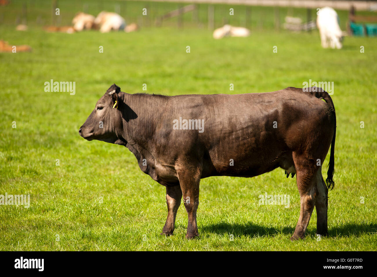 Dutch cattle including a young bull and limosine cows in the meadow ...