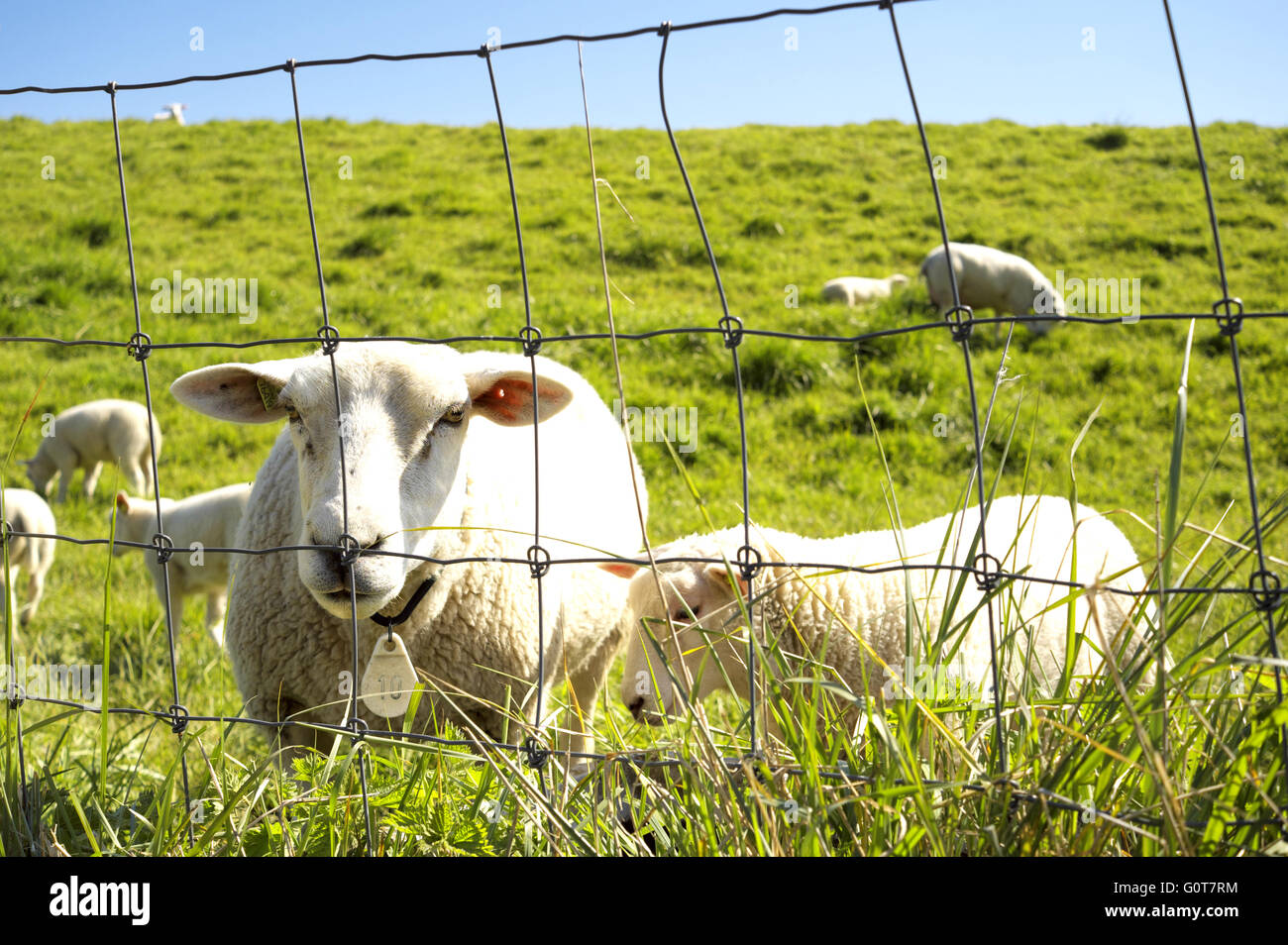 young and old sheep in the spring in a meadow in the Netherlands Stock ...