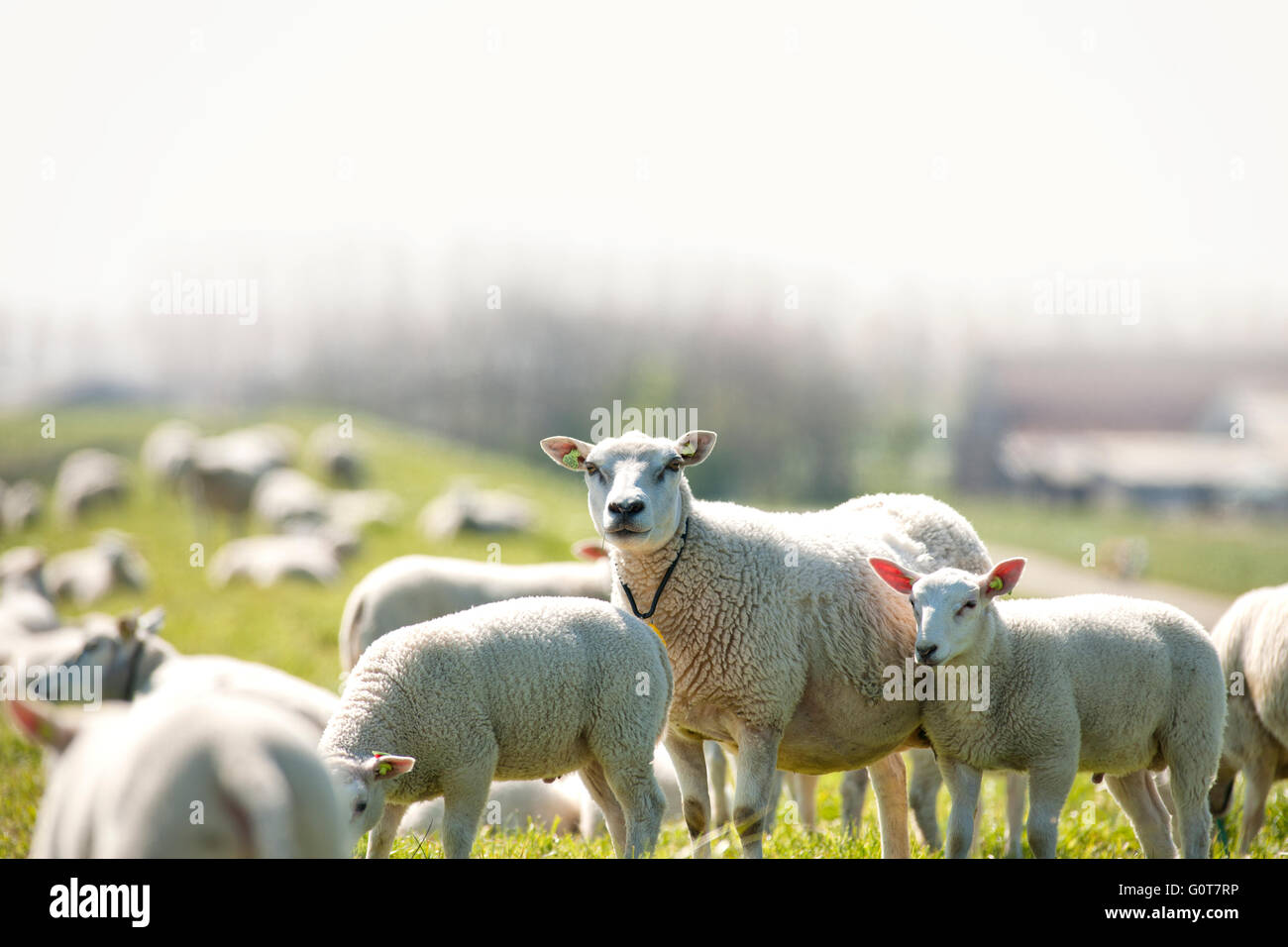 Old sheep hi-res stock photography and images - Alamy