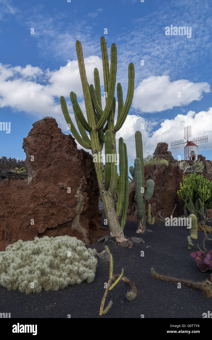 Lanzarote Cactus Garden. Designed by César Manrique Stock Photo - Alamy