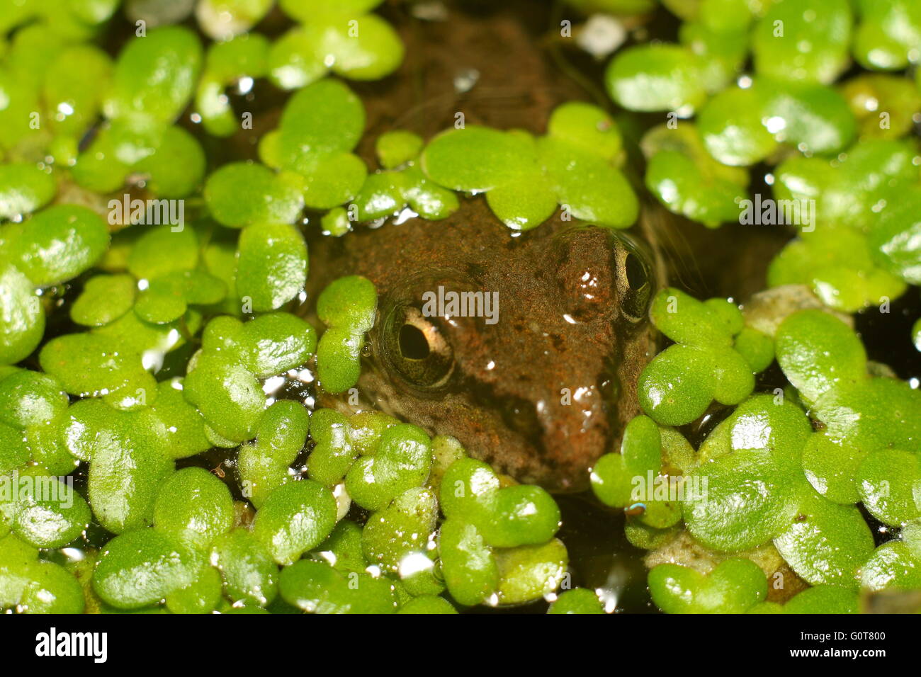 Sun reflection on dirty water hi-res stock photography and images - Alamy