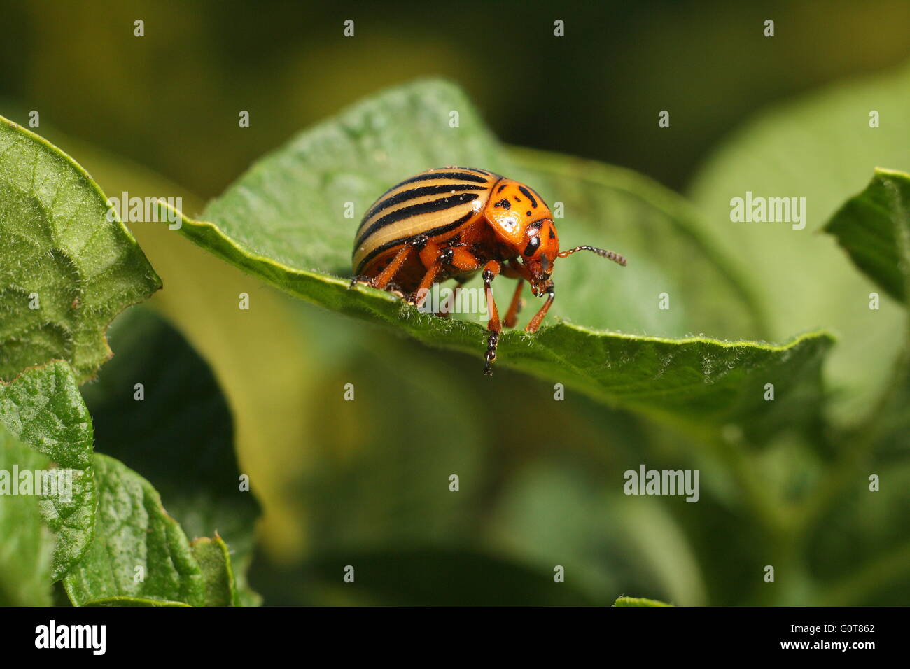 Colorado potato beetle Stock Photo - Alamy