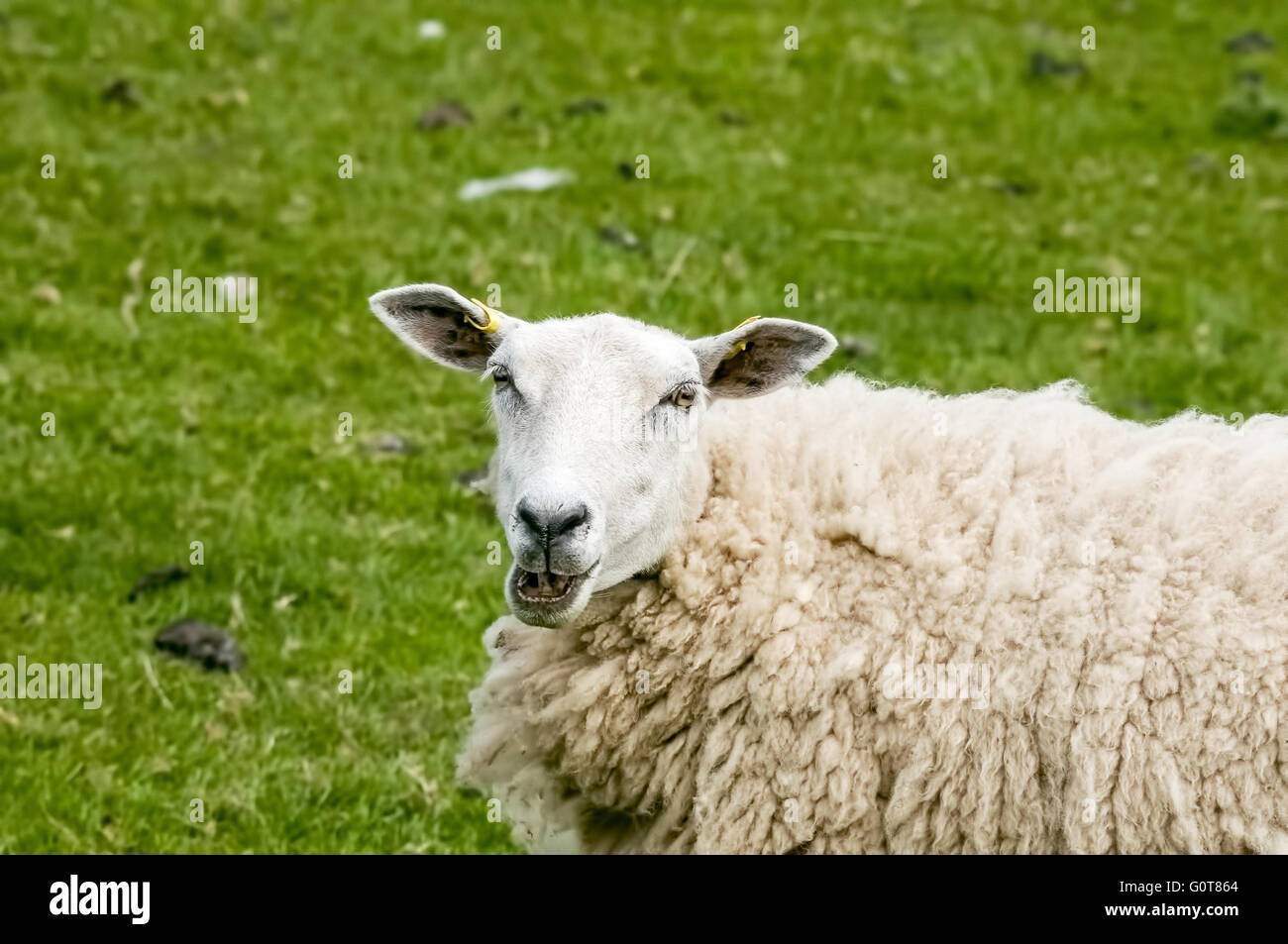 Sheepy High Resolution Stock Photography and Images - Alamy